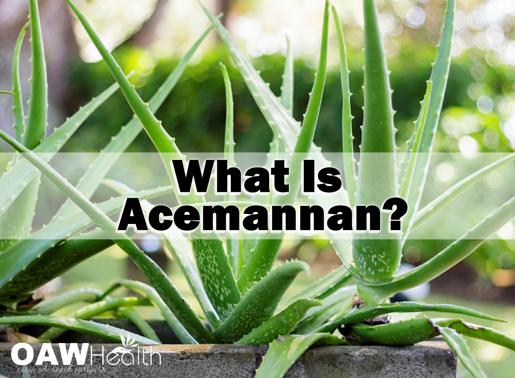 What is Acemannan?