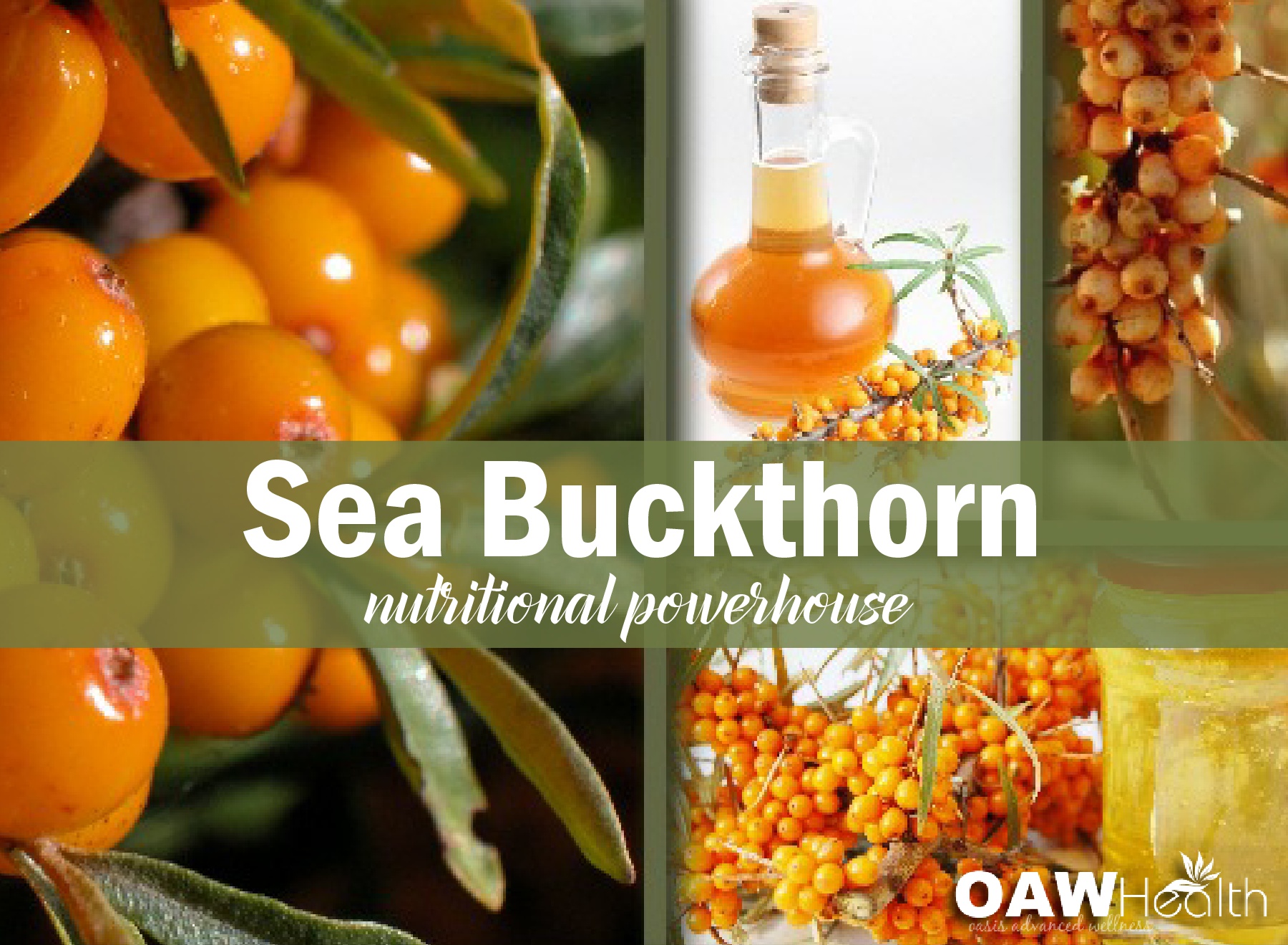 Sea Buckthorn Oil - A Nutritional Powerhouse