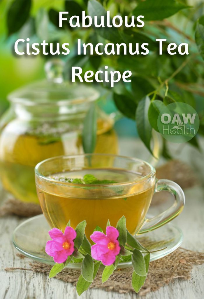 Cistus Incanus - Amazing Health Benefits - OAWHealth